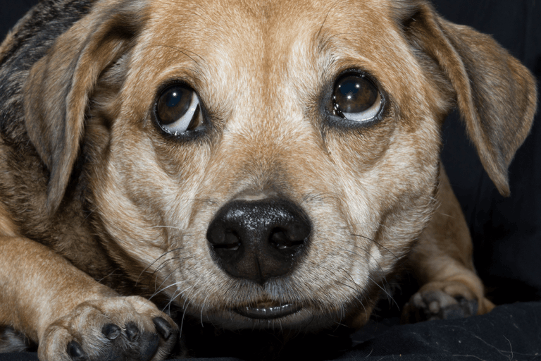 Top tips for managing anxiety in dogs - Bryants Road Vet
